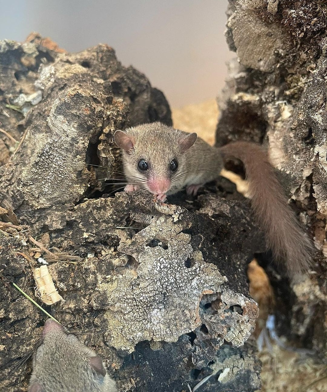 LIRON PIGMENO AFRICANO - Graphiurus murinus – Triexotics